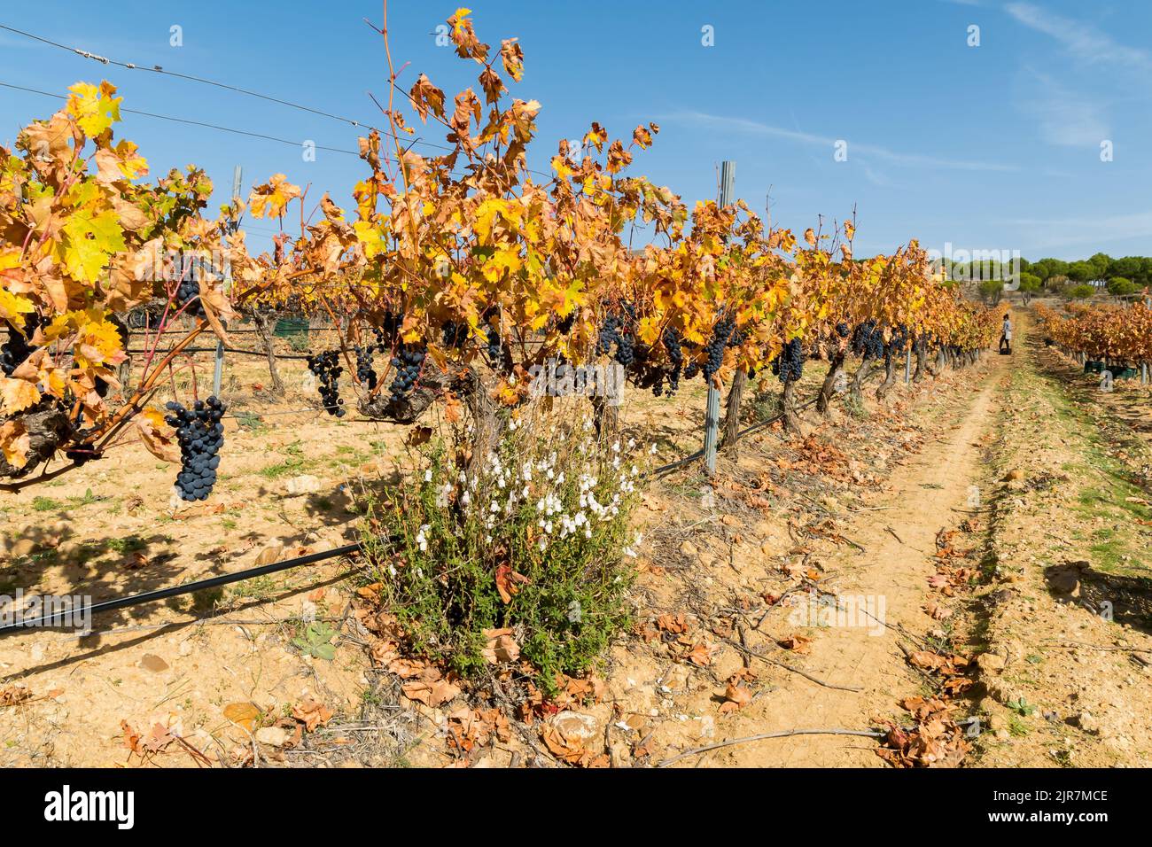 Fall grape leaves and vines hi-res stock photography and images - Alamy