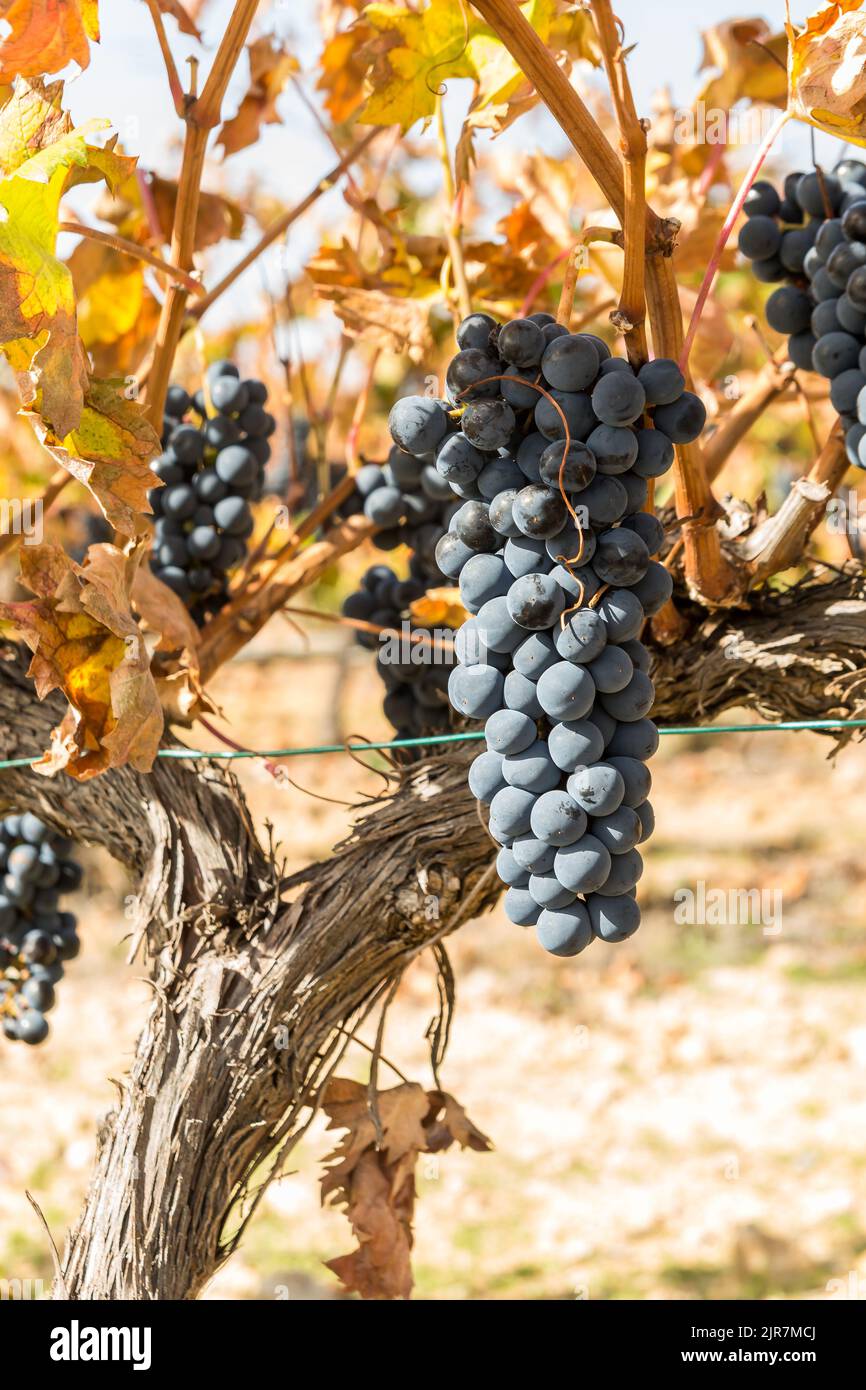 Bunch of ripe red grapes hanging from a vine in harvest season in ...