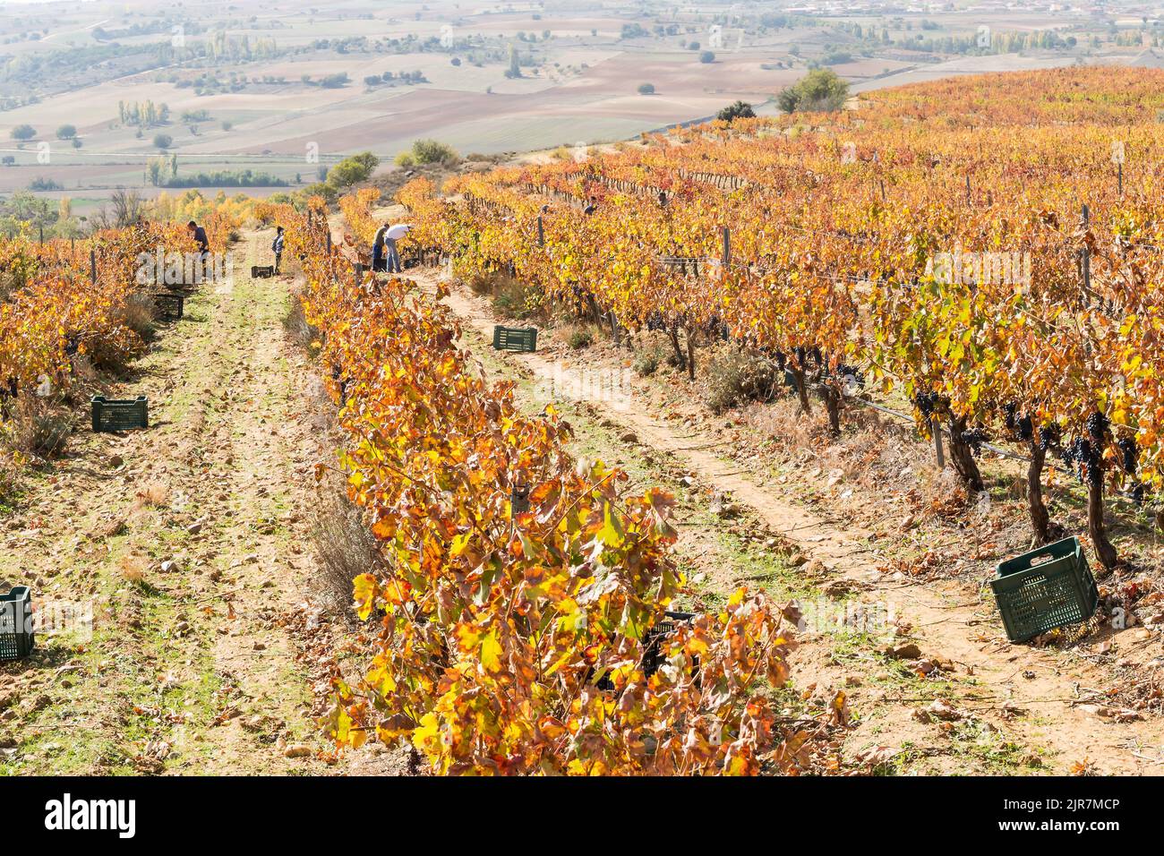 Vineyard at harvest time being harvested in the fall Stock Photo - Alamy
