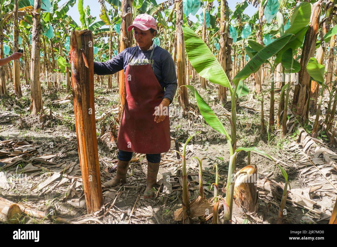 Cabuyaro, Colombia. 18th Sep, 2022. A woman in Cabuyaro, Meta works in ...