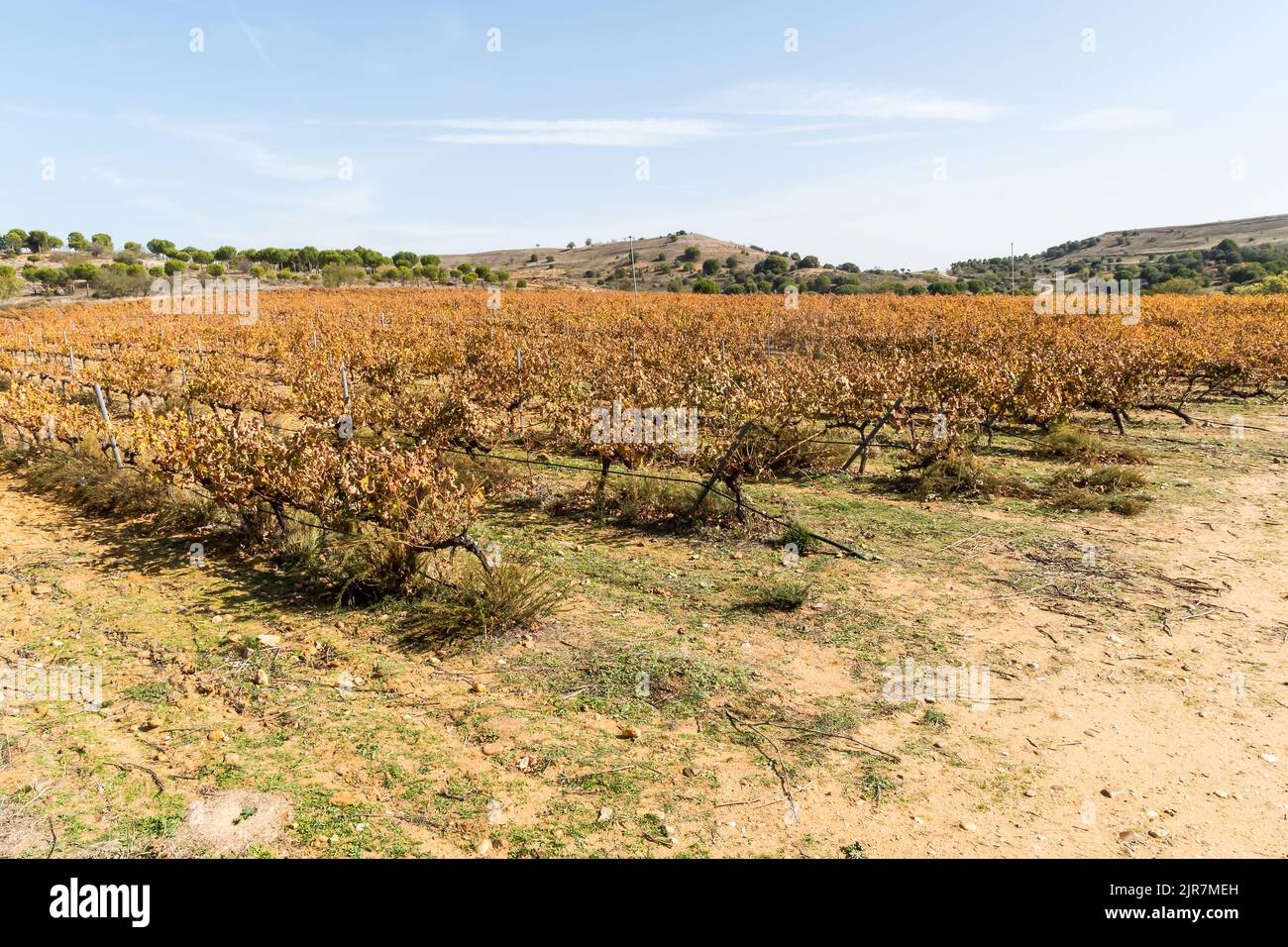 Toro spain vineyard hi-res stock photography and images - Alamy