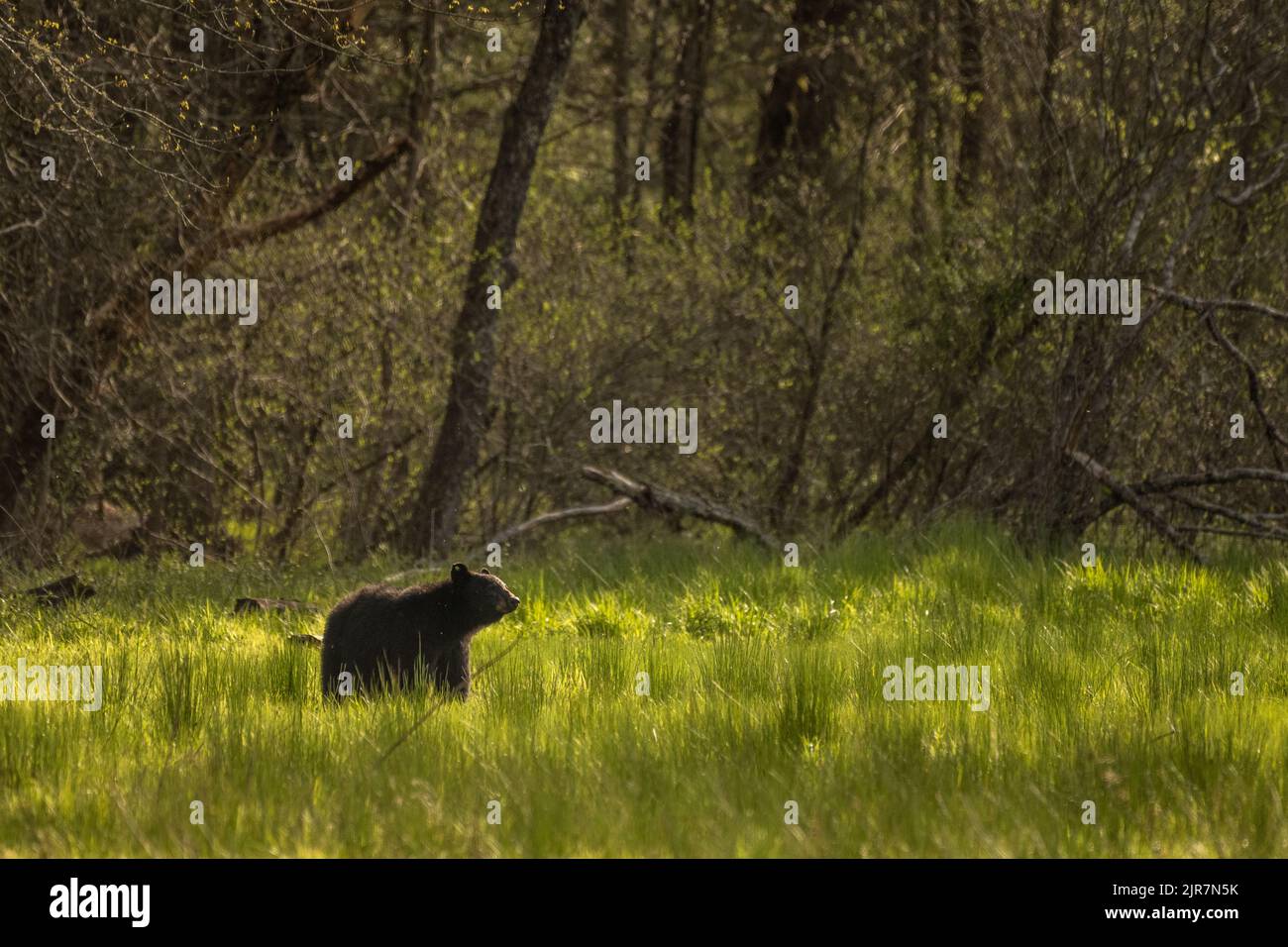 Adult Black Bear Sniffs The Air In Green Field in Cades Cove Stock ...