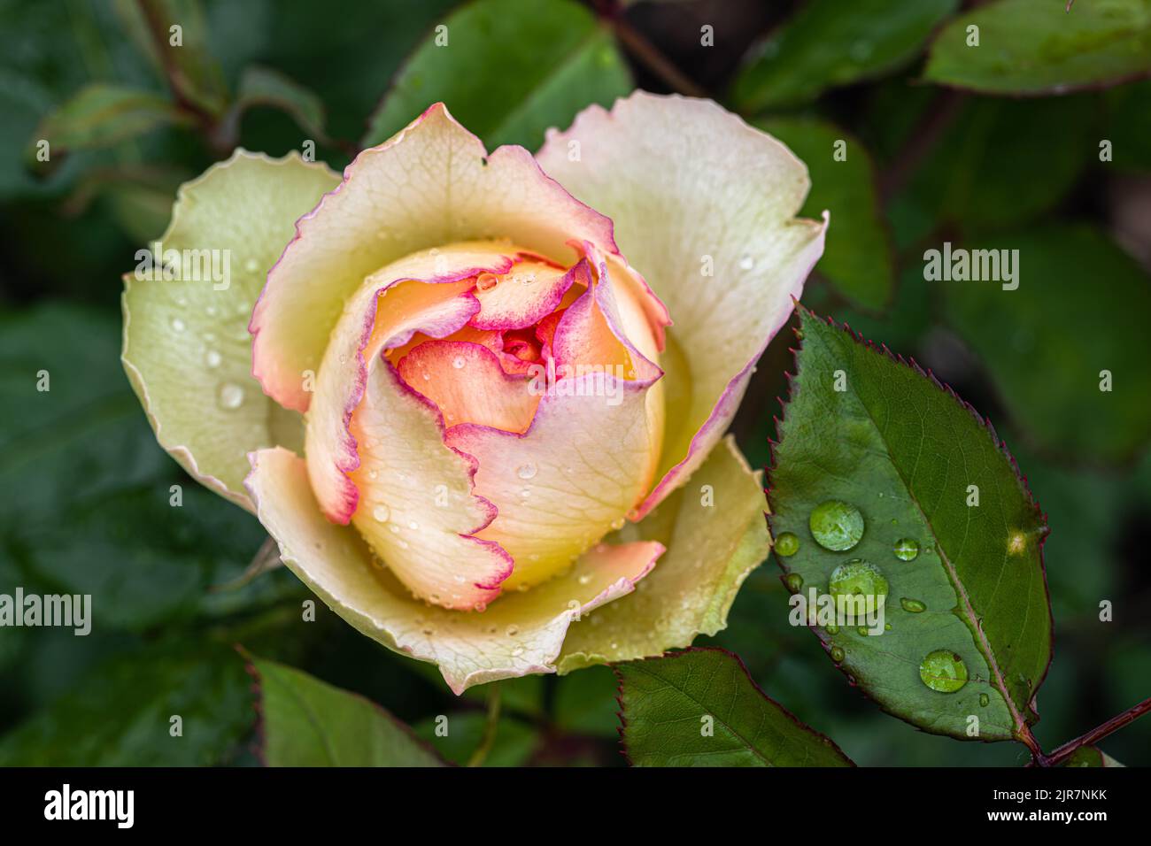 Peppermint flowering hi-res stock photography and images - Alamy