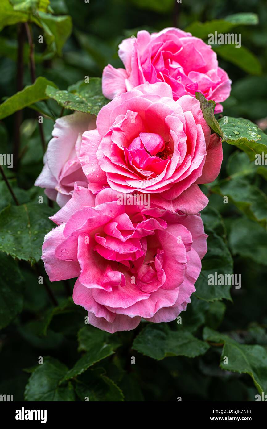 Flowering ‘Queen Elizabeth’ Tree Rose Stock Photo - Alamy