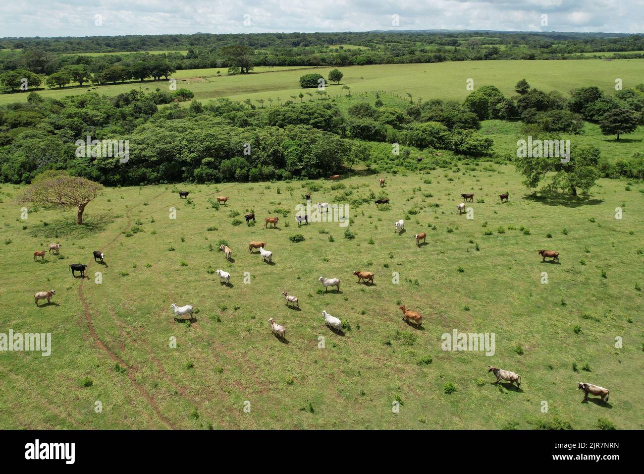 Group farm animals hi-res stock photography and images - Alamy