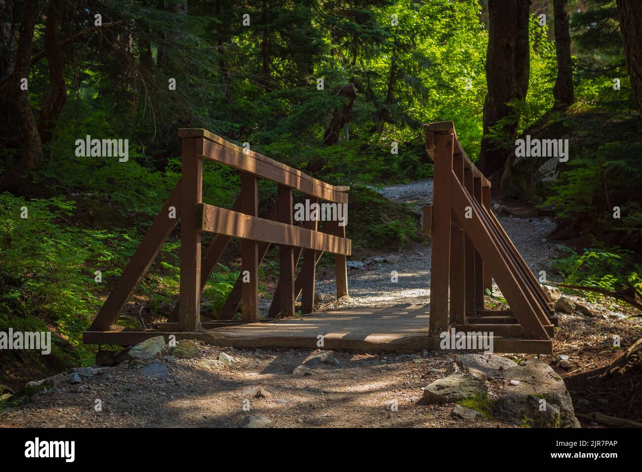 Eco path wooden walkway in the forest. Ecological trail path. Wooden ...