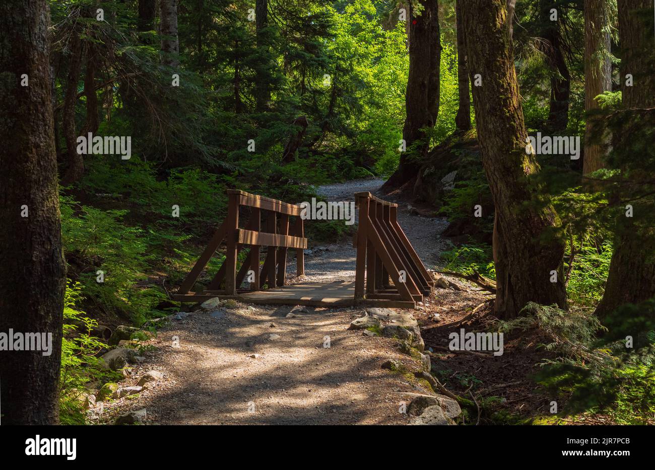Eco path wooden walkway in the forest. Ecological trail path. Wooden ...