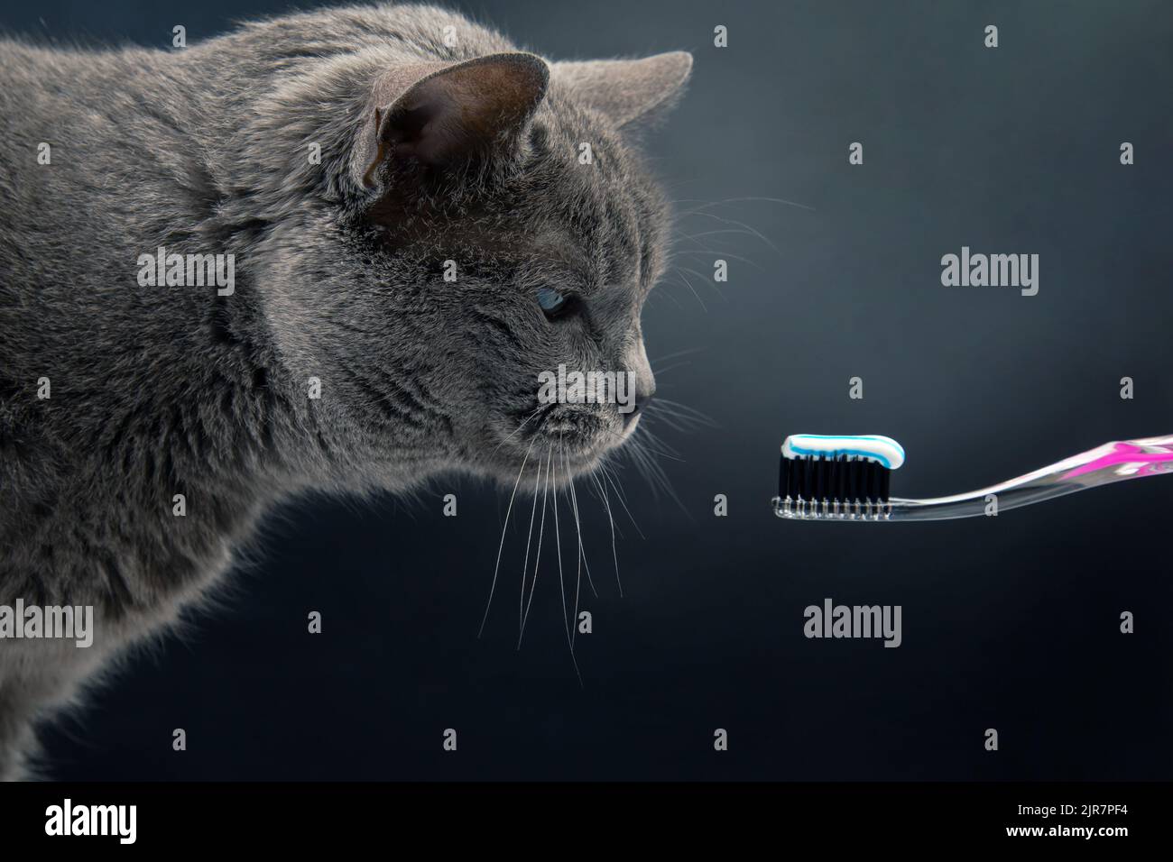 toothbrush with toothpaste for brushing teeth with a gray cat. feline ...