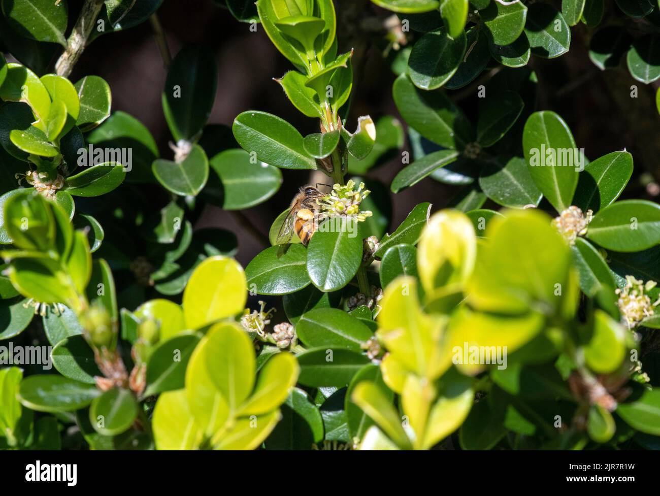 A Honeybee (Apis mellifera) on a flower at a garden in Sydney, NSW ...