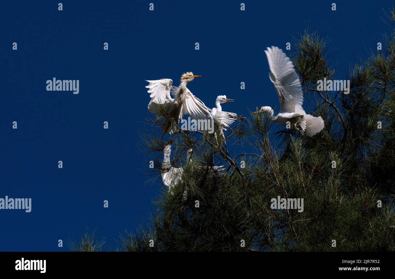 Cattle Egrets (Bubulcus ibis) perching on a tree in Sydney, NSW ...