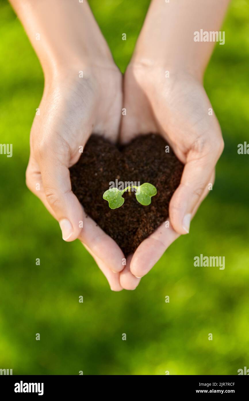 hands holding plant growing in handful of soil Stock Photo - Alamy