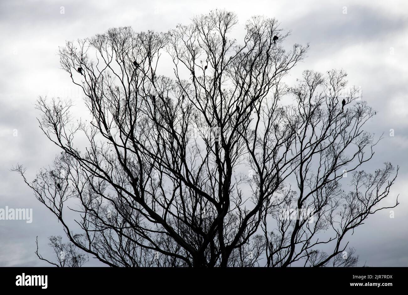 Early morning sky behind a tree in Sydney, NSW, Australia (Photo by ...