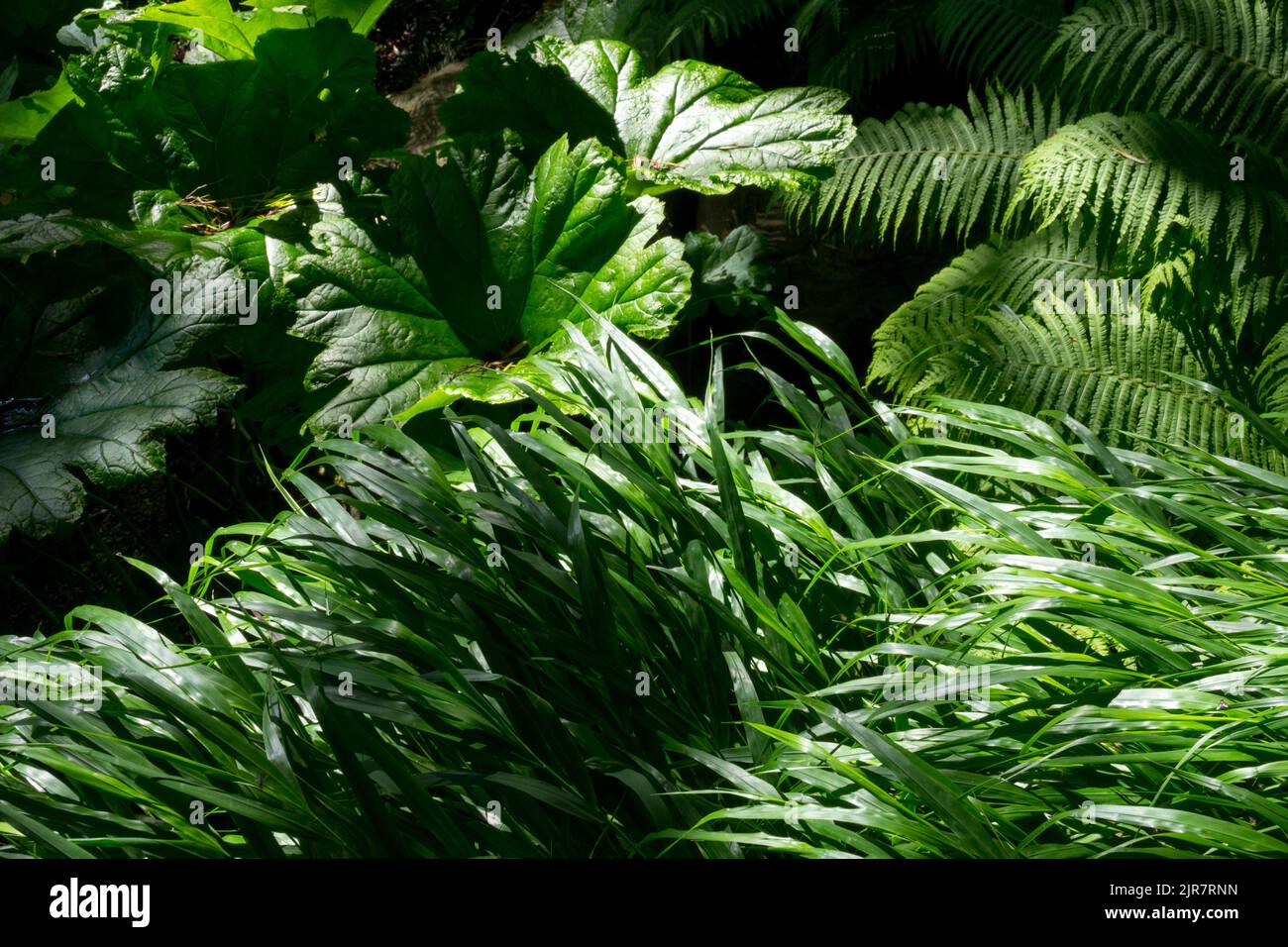 Japanese forest grass hi-res stock photography and images - Alamy