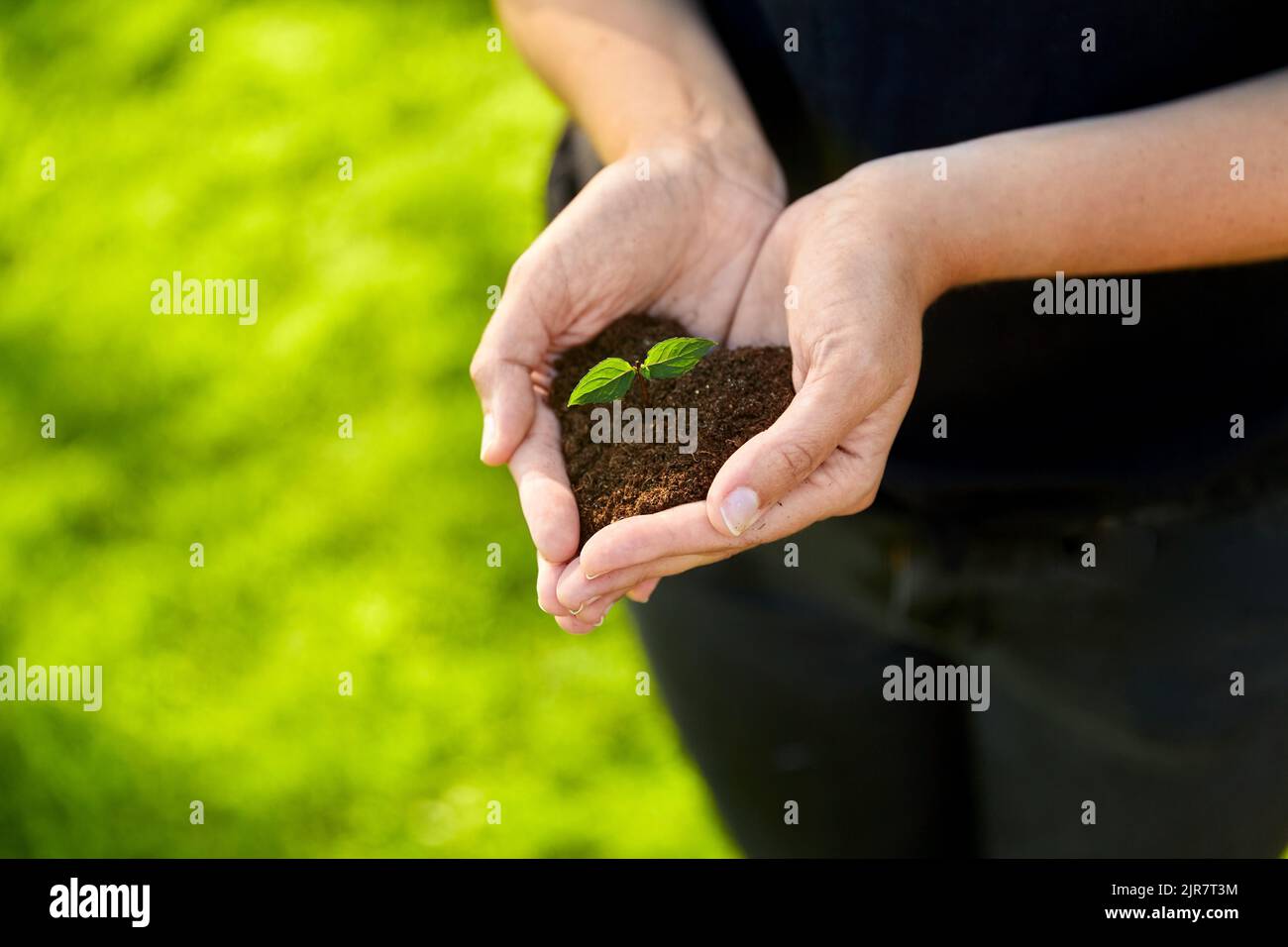 hands holding plant growing in handful of soil Stock Photo - Alamy