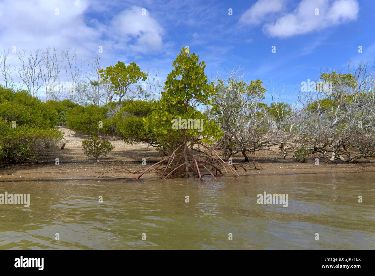 Mangrove trees with exposed roots on the edge of a tranquil river under ...