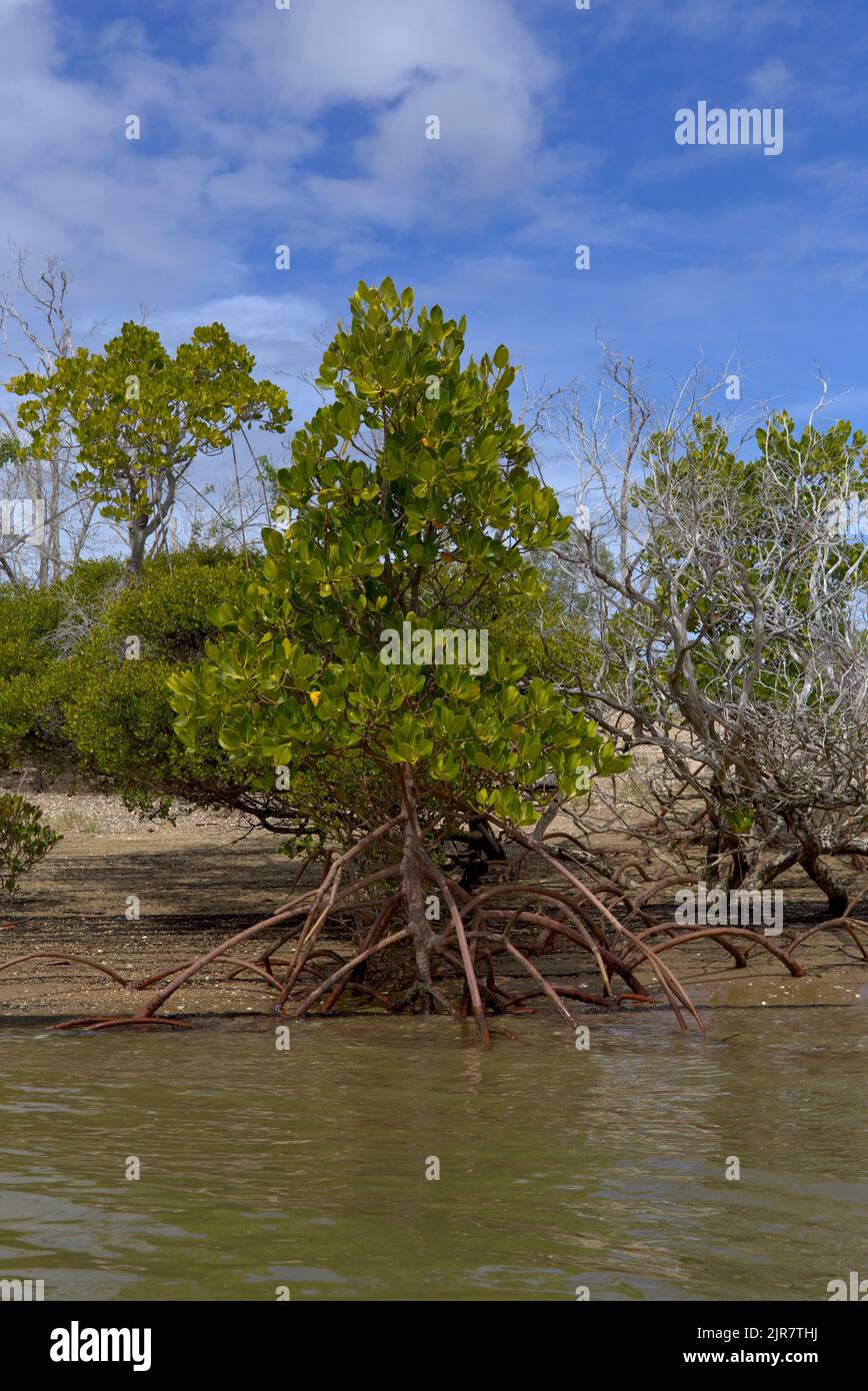 Mangrove trees with exposed roots on the edge of a tranquil river under ...