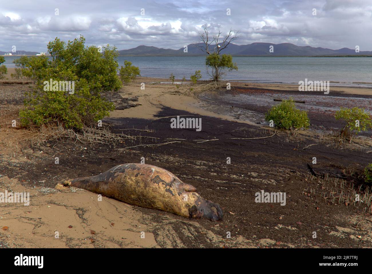Dead Dugong on a muddy beach with dead trees and cloudy sky in the ...
