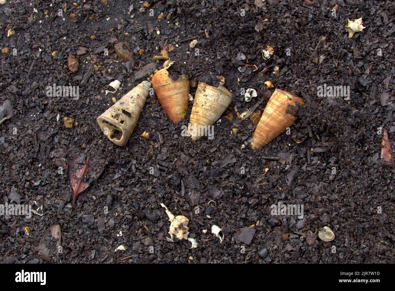 Sea shells on the beach at Curtis Island Queensland Australia Stock ...