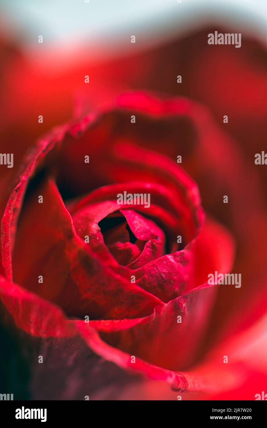 A vertical shot of a red rose head Stock Photo - Alamy