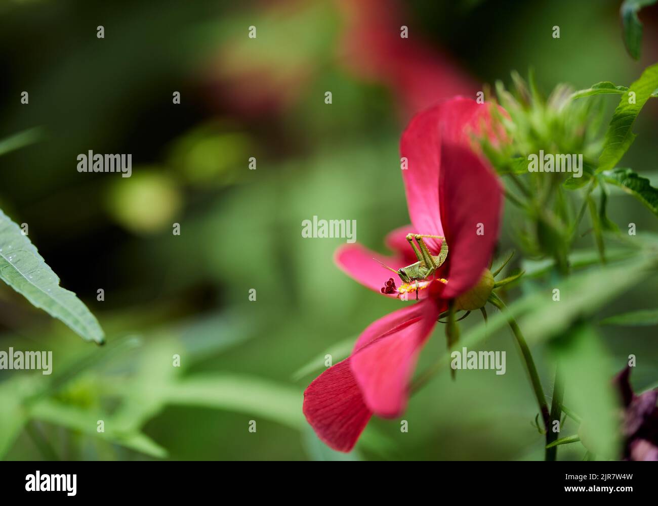 A closeup shot of a small red flower from Puerto Viejo, Coast Rica ...