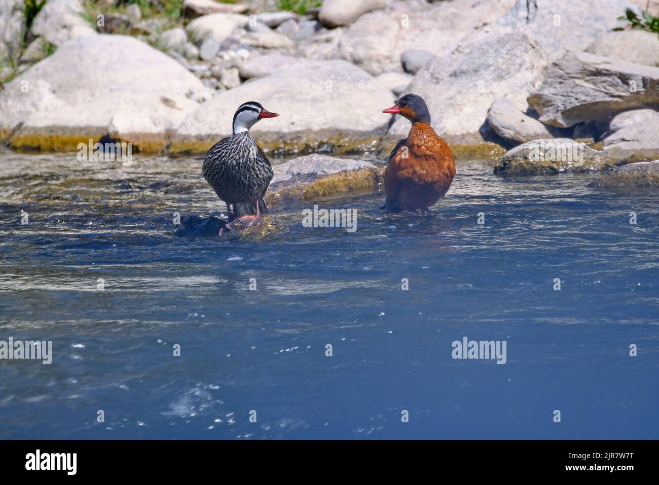 Torrent Duck (Merganetta armata), beautiful and unusual pair of ducks ...