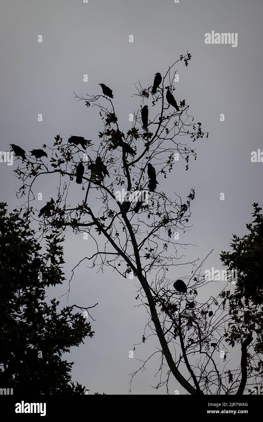Crows and tree hi-res stock photography and images - Alamy