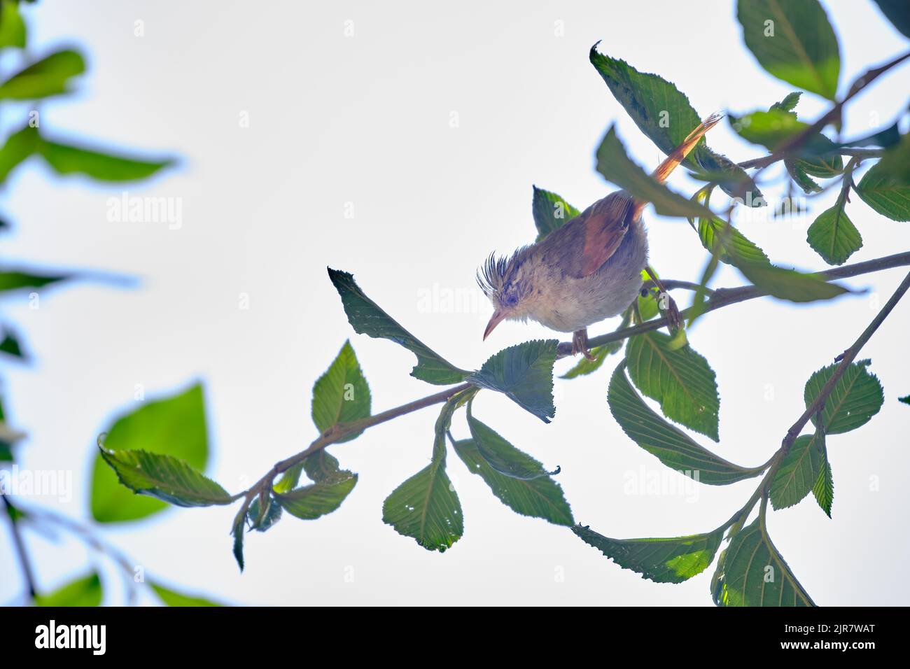 Creamy-crested Spinetail (Cranioleuca albicapilla), small and restless ...