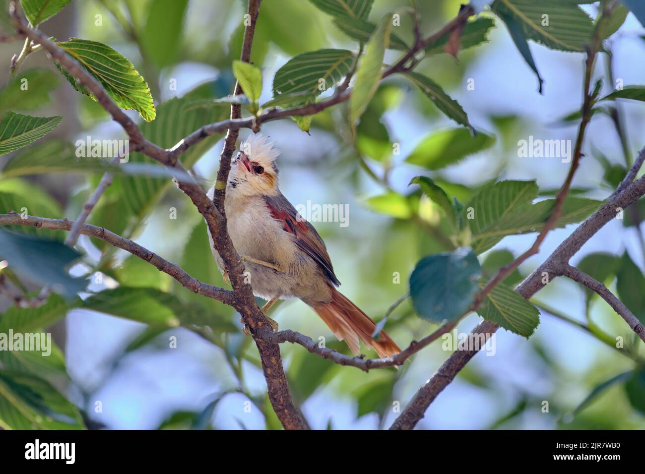 Creamy-crested Spinetail (Cranioleuca albicapilla), small and restless ...