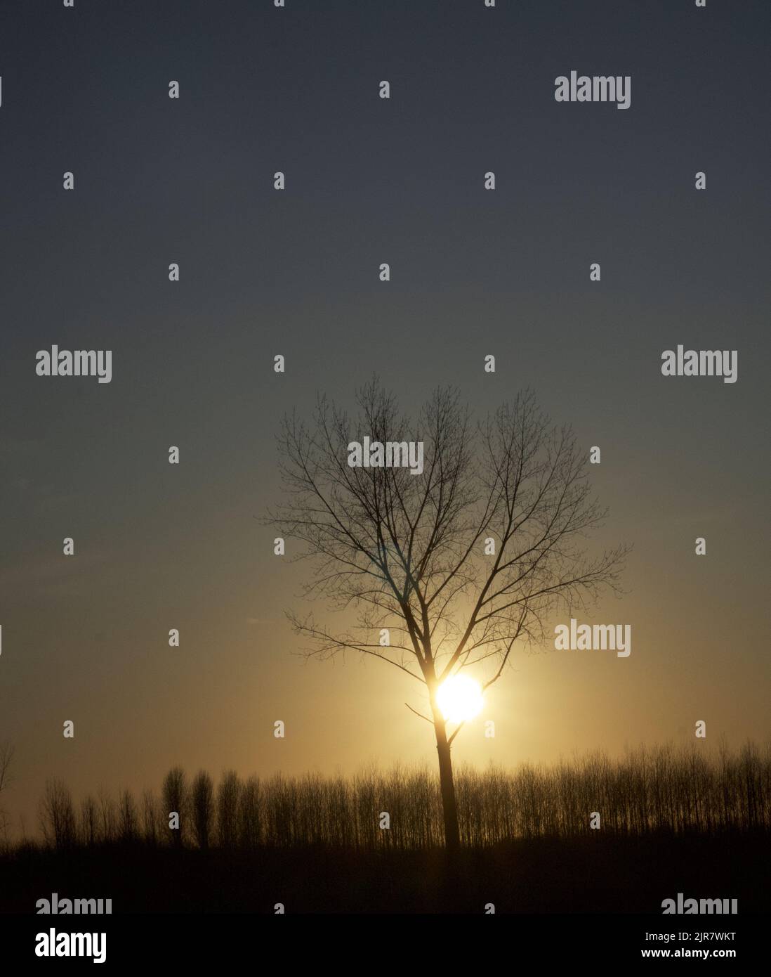 Universe tree hi-res stock photography and images - Alamy