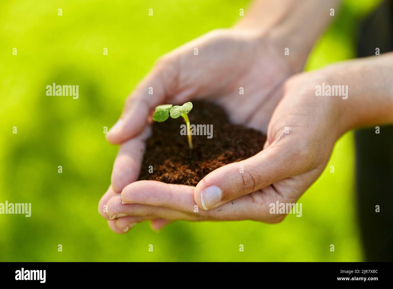 hands holding plant growing in handful of soil Stock Photo - Alamy