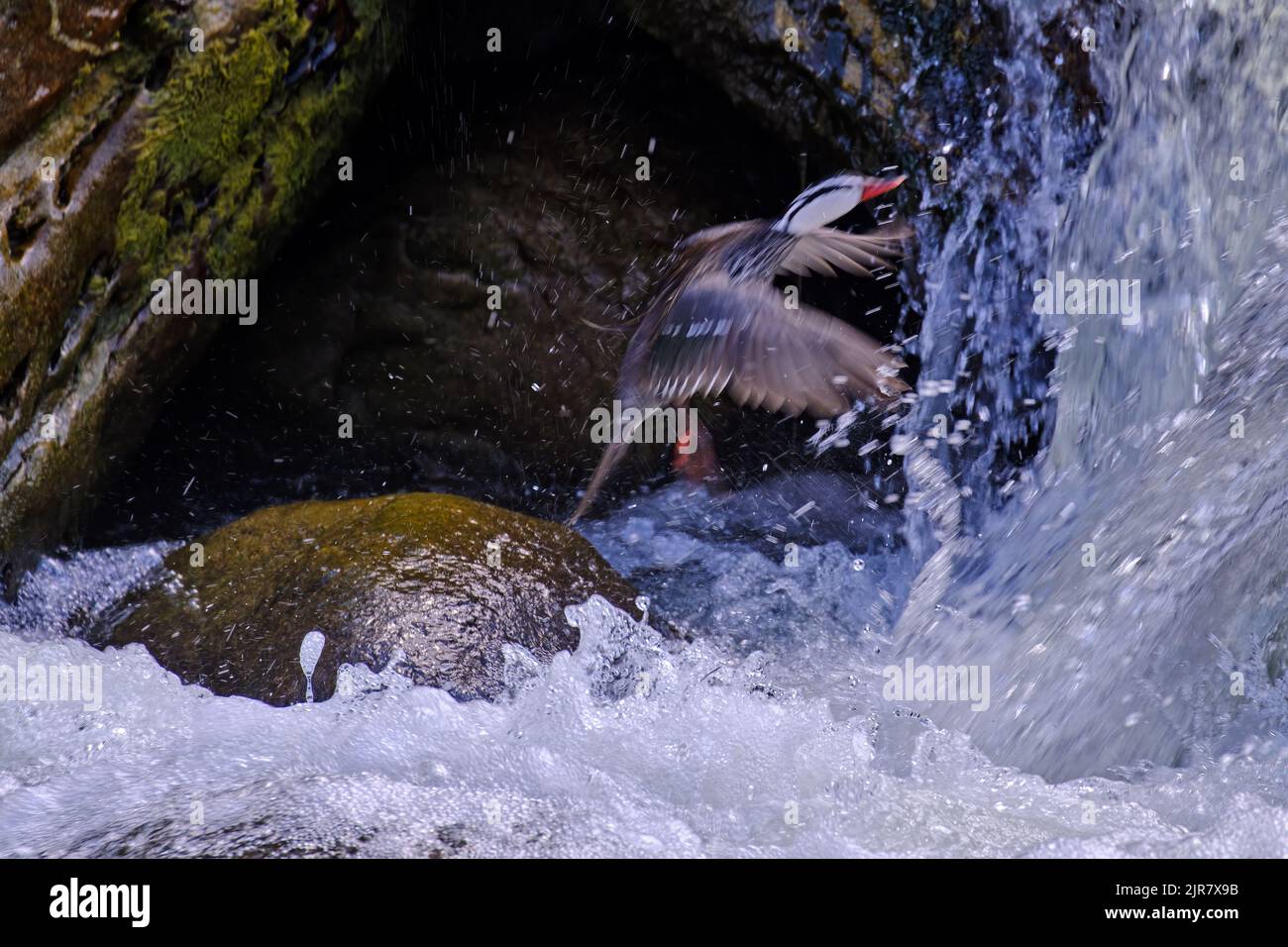 Torrent Duck (Merganetta armata), beautiful and unusual solitary adult ...