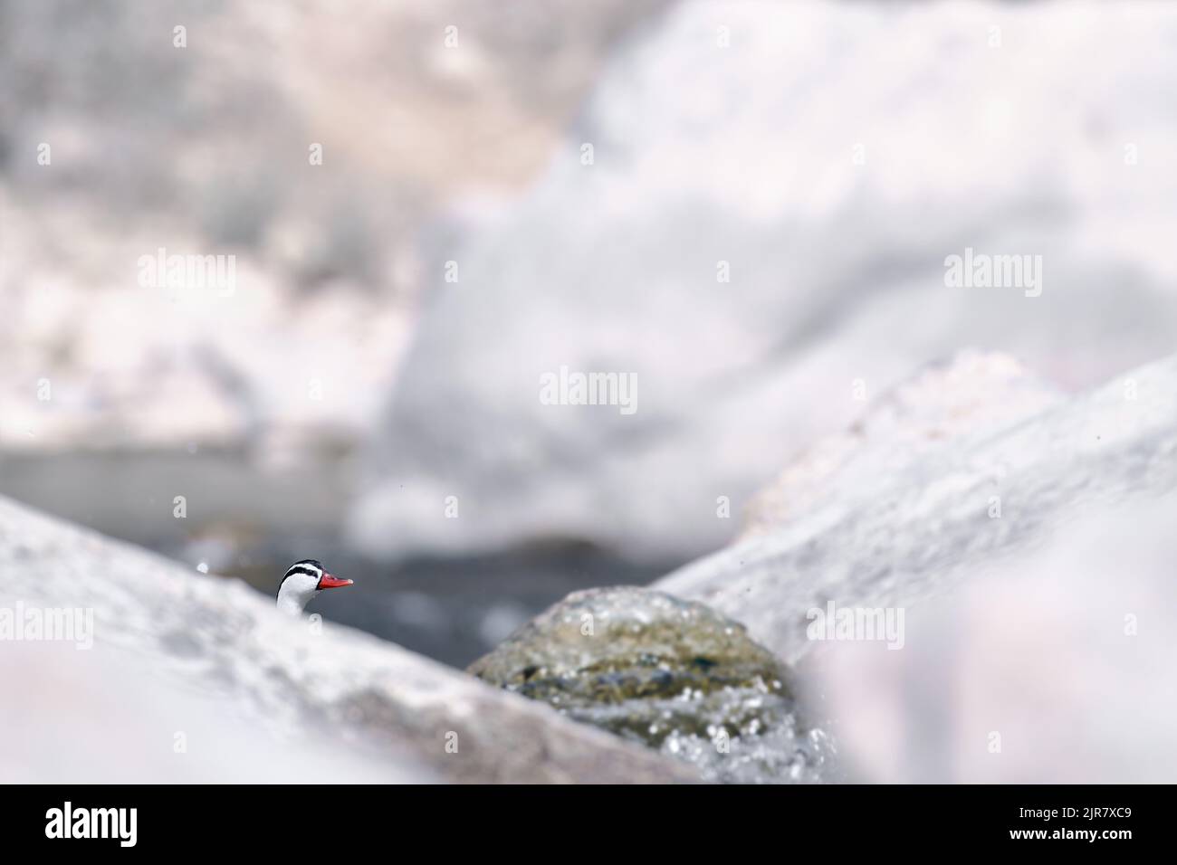 Torrent Duck (Merganetta armata), beautiful and unusual solitary adult ...