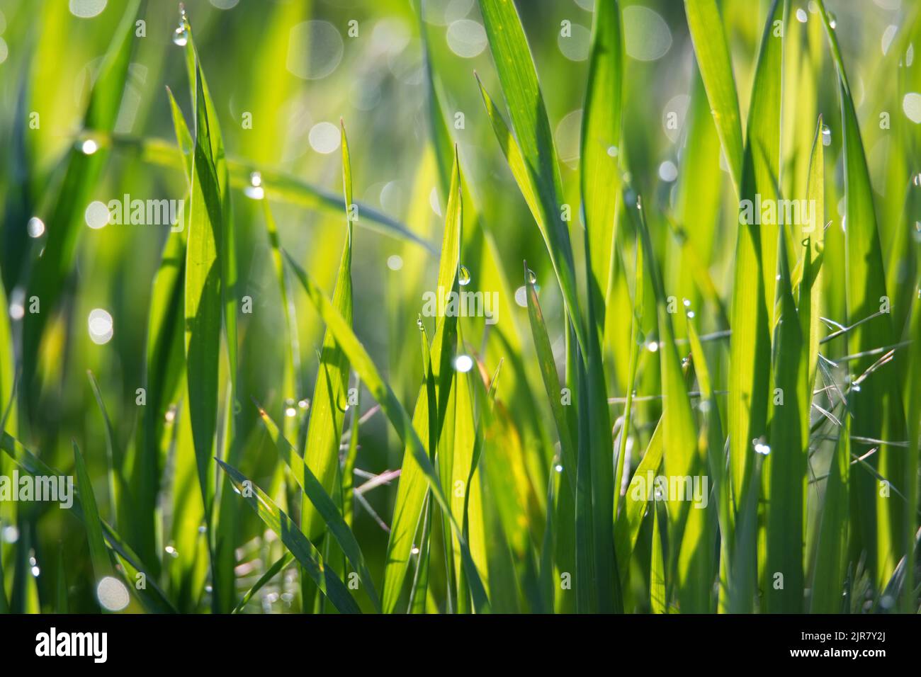 Vivid background of green grass and drops of morning dew Stock Photo - Alamy