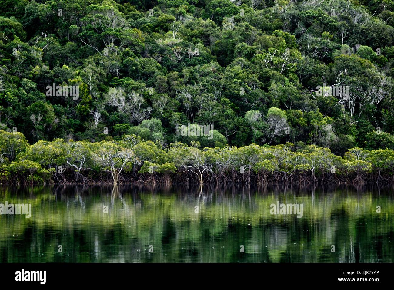 Dense green foliage reflecting on the calm water of a serene lake ...
