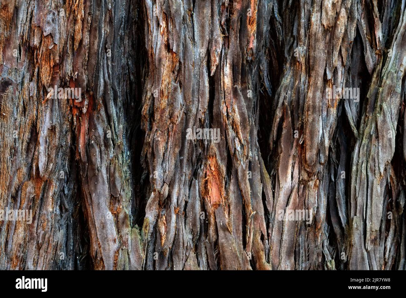 Sequoia tree bark macro photograph for closeup texture or natural ...