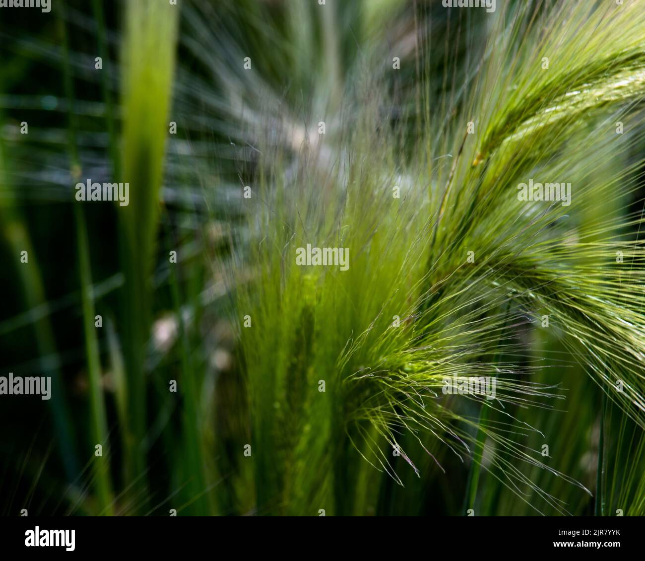 Foxtails plant hi-res stock photography and images - Alamy