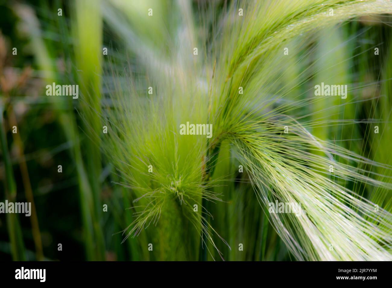 Foxtails plant hi-res stock photography and images - Alamy