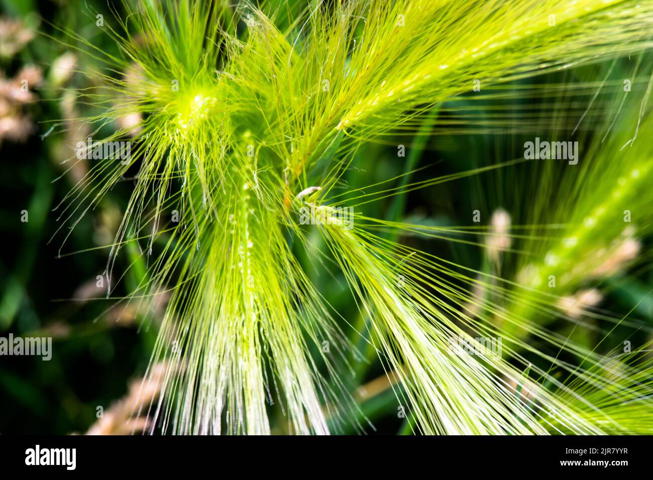 Foxtails hi-res stock photography and images - Alamy