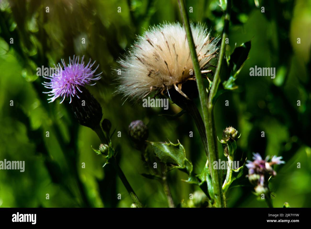 The colors of thistles hi-res stock photography and images - Alamy