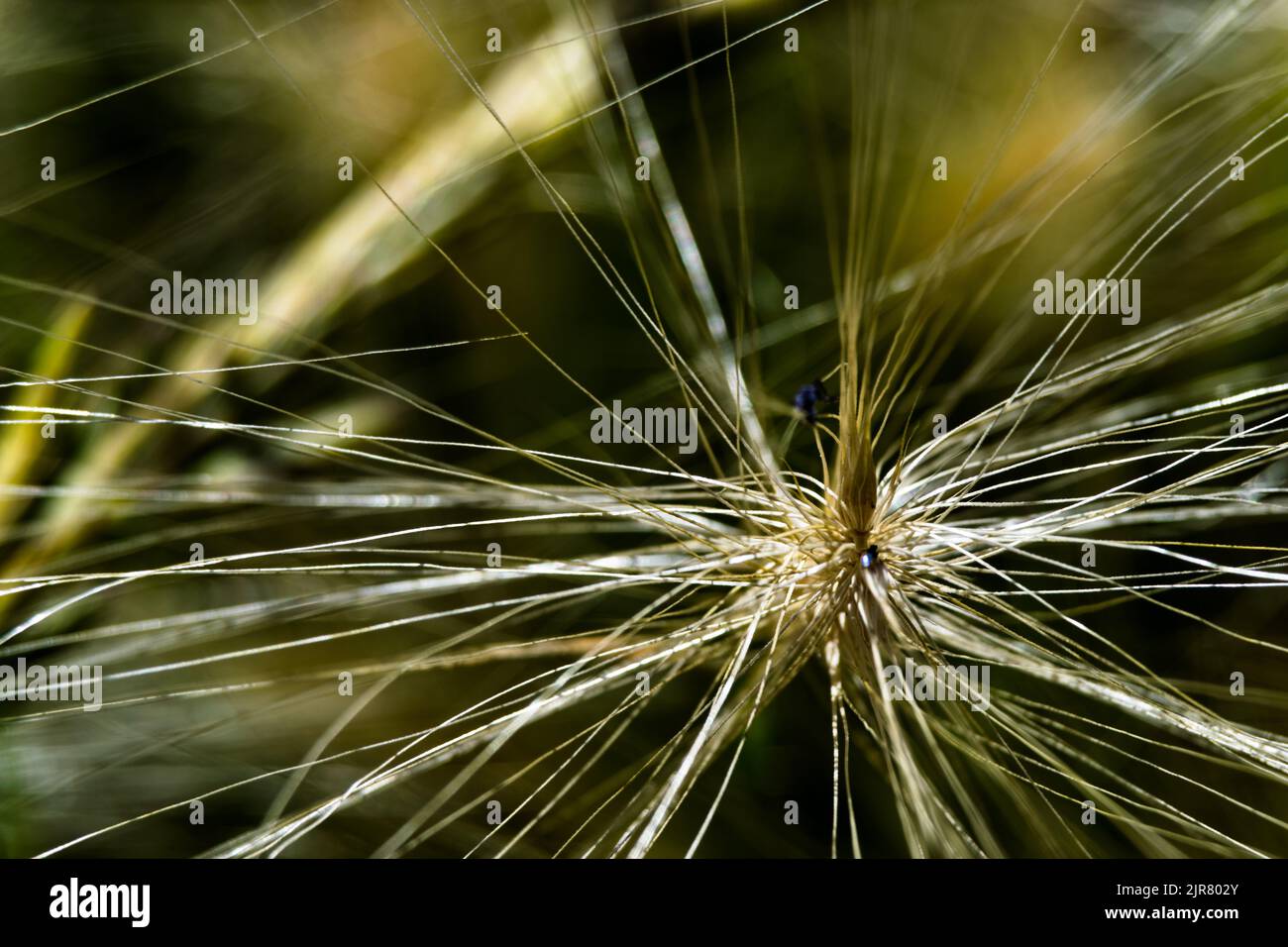 Foxtails hi-res stock photography and images - Alamy