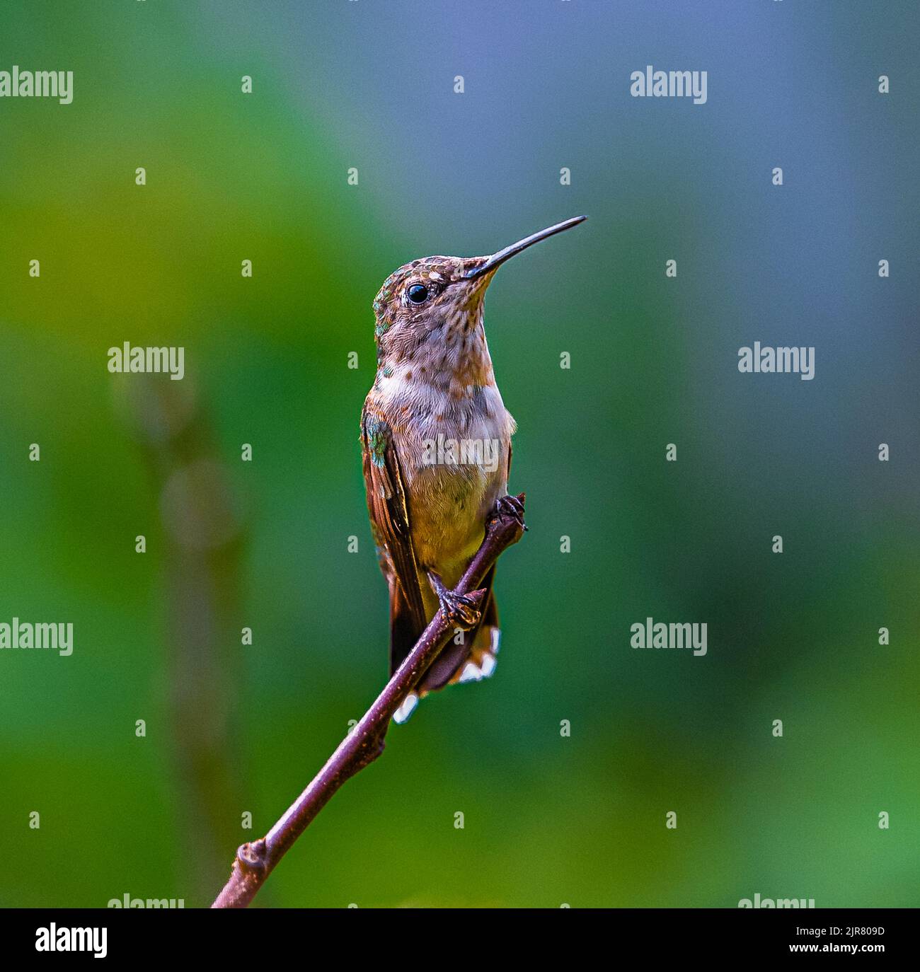 Havana hummingbird hi-res stock photography and images - Alamy