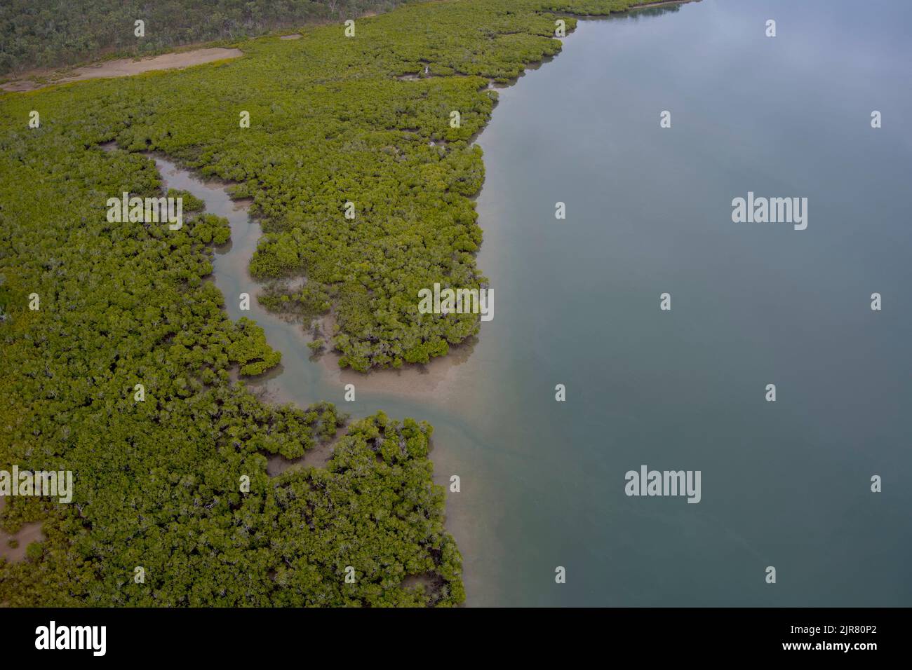 Australian mangrove ecosystem hi-res stock photography and images - Alamy