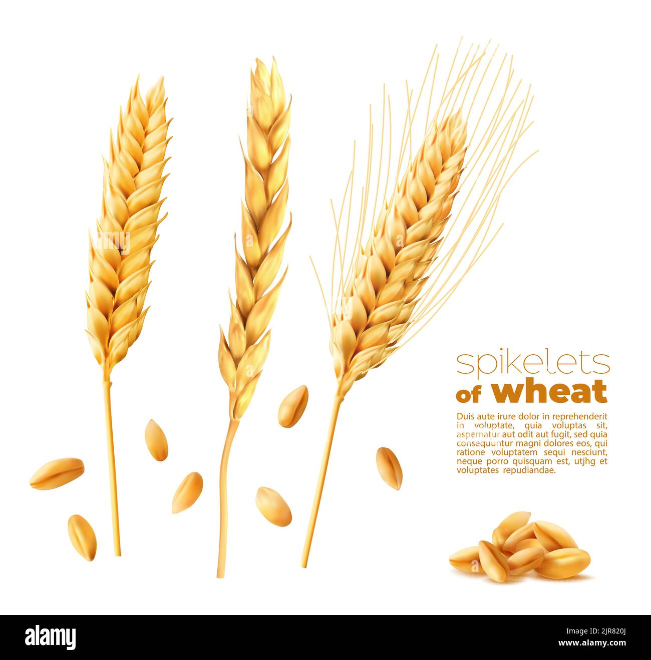 Awn of wheat Stock Vector Images - Alamy