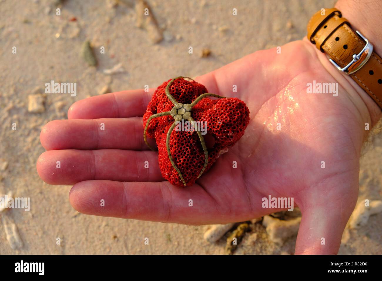 Indonesia Alor Island - Red Coral and Starfish in hand Stock Photo - Alamy