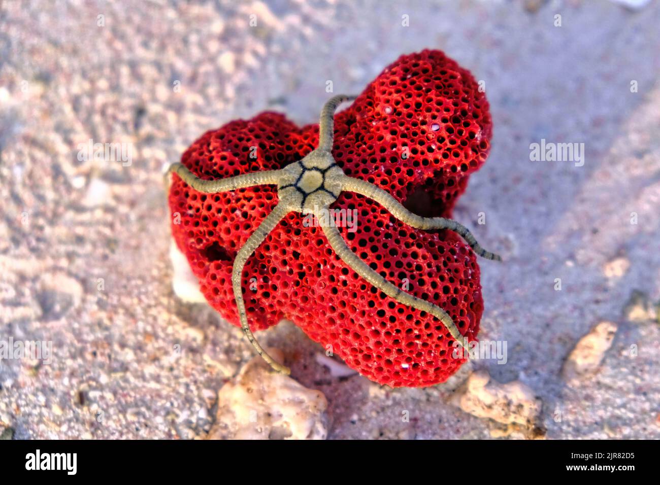 Indonesia Alor Island - Red Coral and Starfish on the beach Stock Photo ...