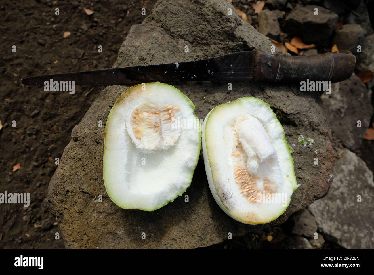 Indonesia Alor Island - Winter melon - Wax gourd - Benincasa hispida ...