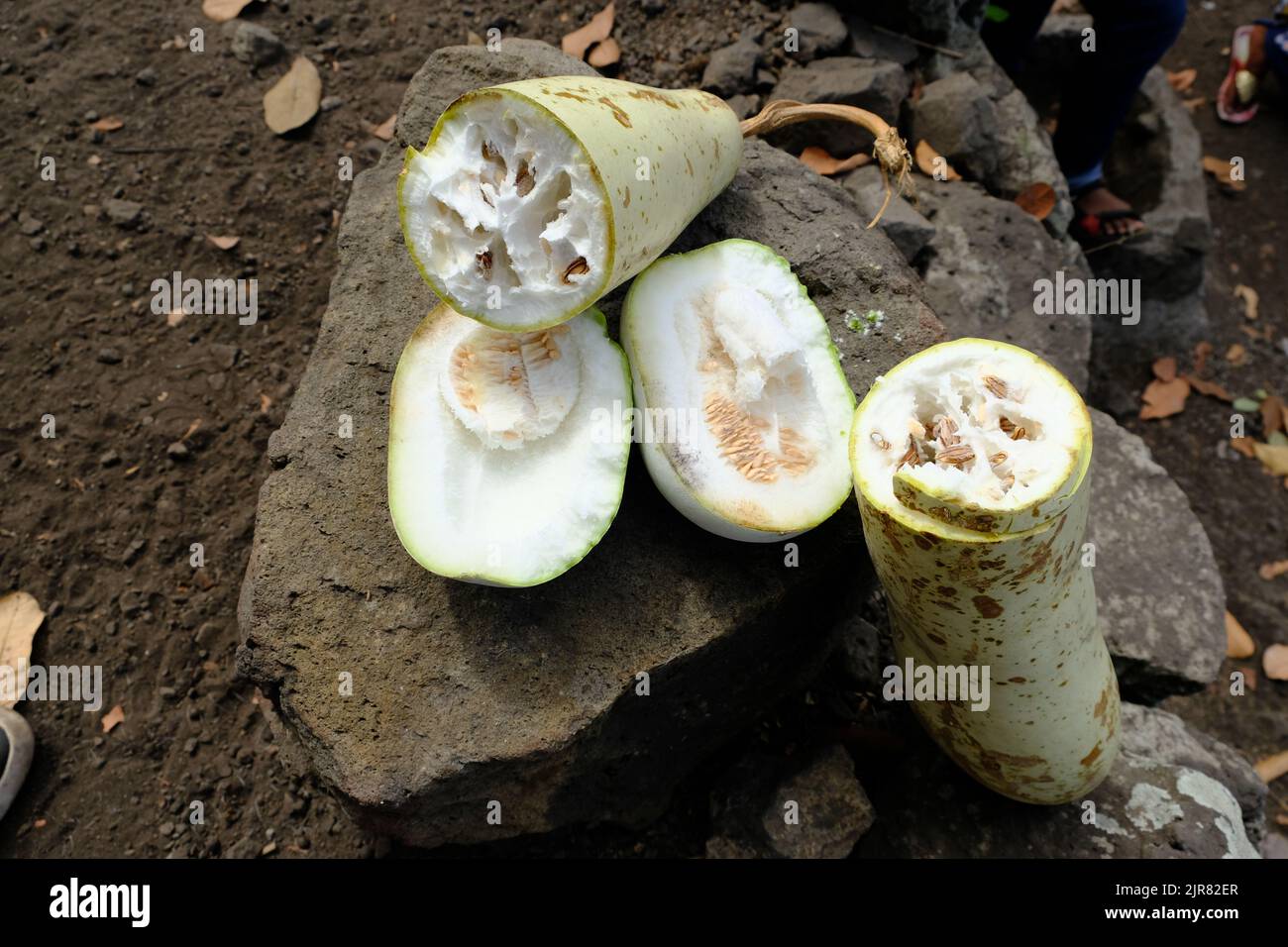 Indonesia Alor Island - Winter melon - Wax gourd - Benincasa hispida ...