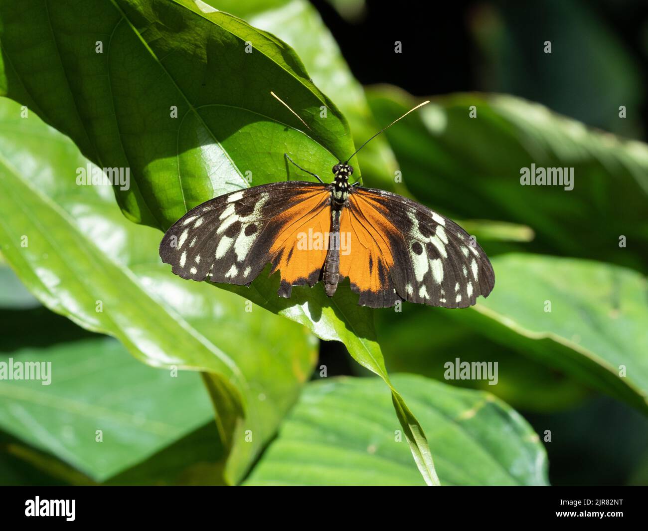 Close up dorsal view of a Tiger Longwing or Heliconius hecale butterfly perched on a bright ...