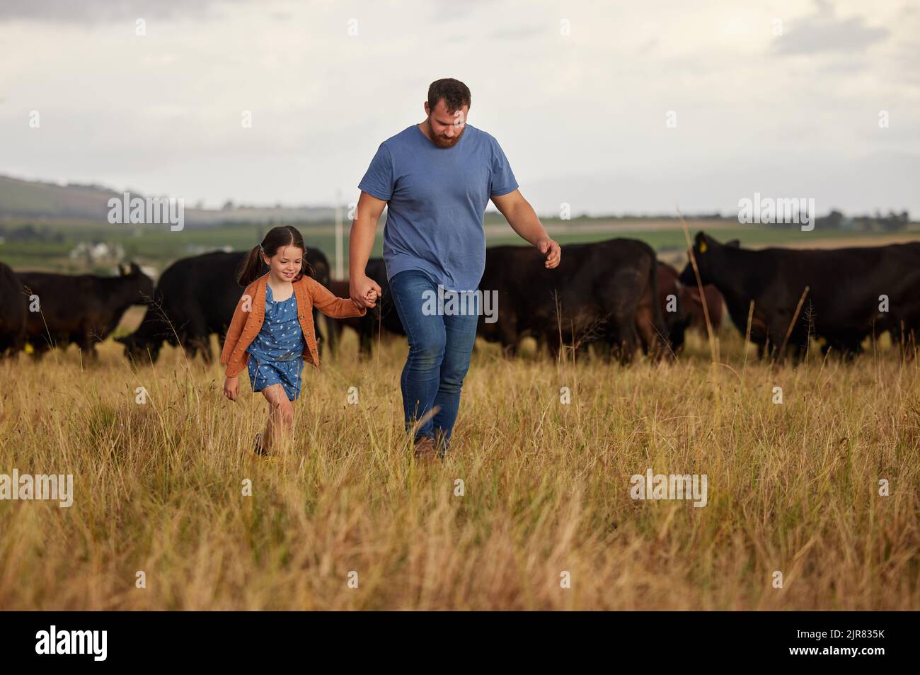 Farmer father, child or family with cows on a farm, grass field or ...