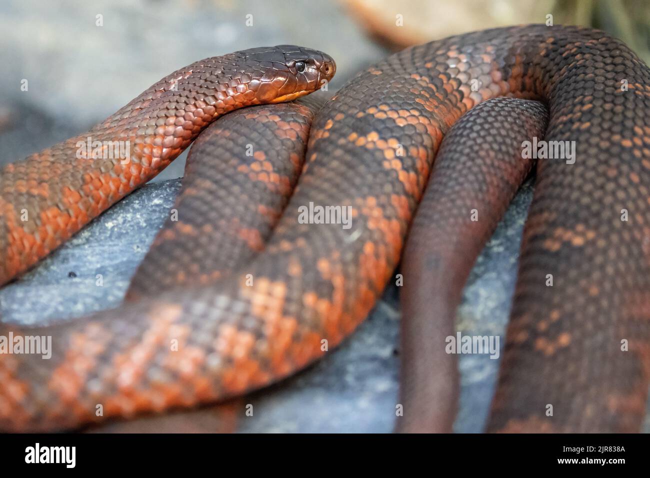 Collett's snake hi-res stock photography and images - Alamy